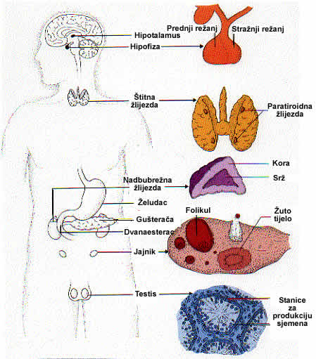 Anatomija ljudskog tijela